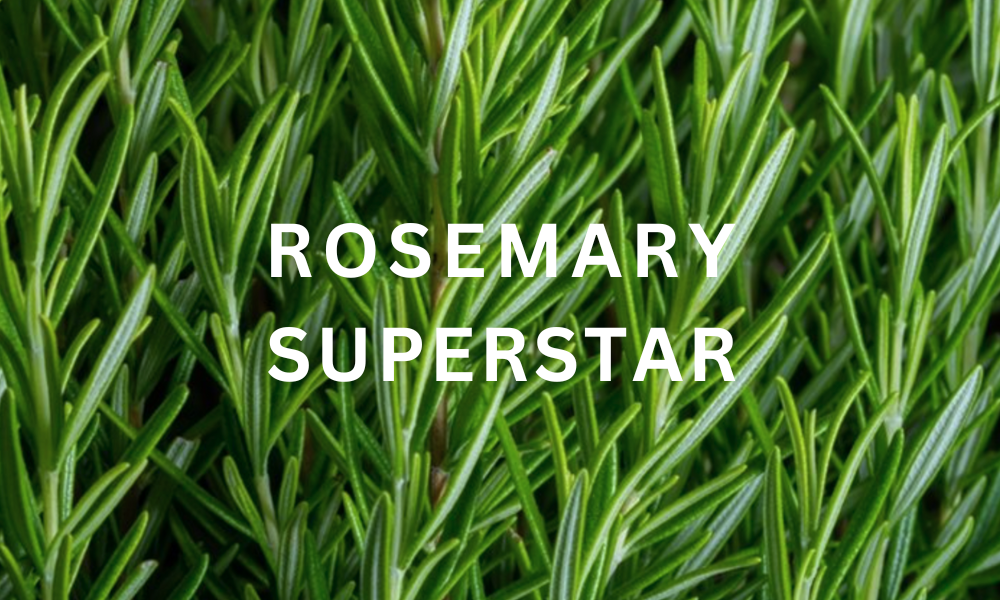 Need More Thickness, Density, and Hair Growth? The Italian Rosemary Sp ...